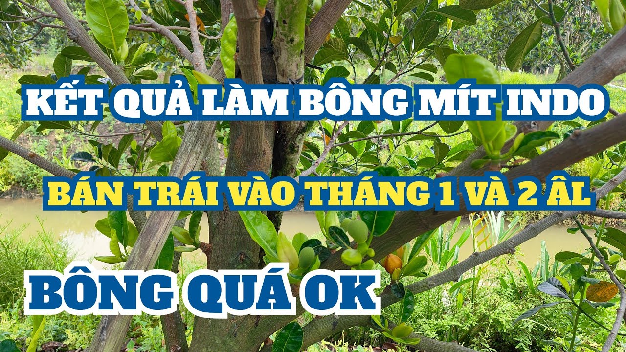 KẾT QUẢ LÀM BÔNG MÍT INDO MÙA NGHỊCH - BÁN TRÁI THÁNG 1 THÁNG 2 ÂL ...