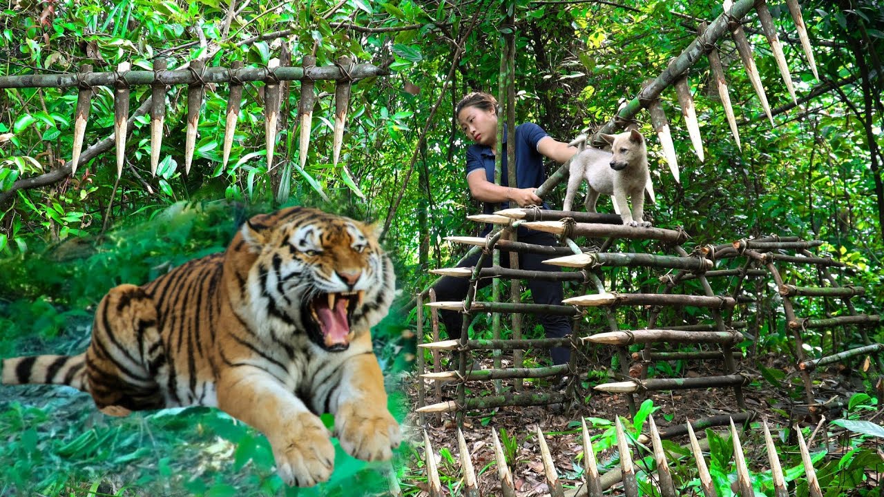 detect tiger footprints and run fast to escape, set tiger trap, survive ...