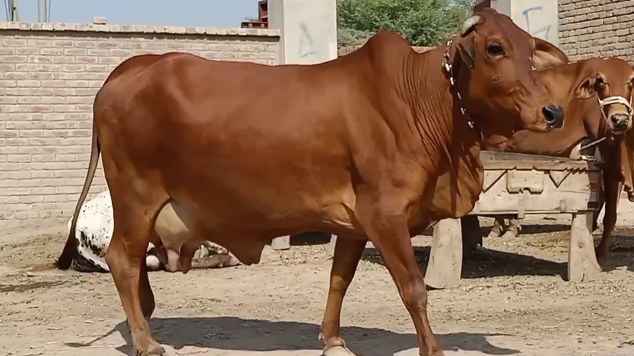 2 sahiwal cow far sale19,10,2020 - YouTube