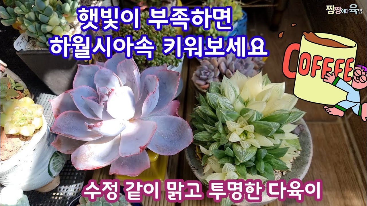 다육이 하월시아속 키우기 🍀햇빛이 부족하면 이런 다육이 추천해요 🪢 다양한 다육생활 Youtube