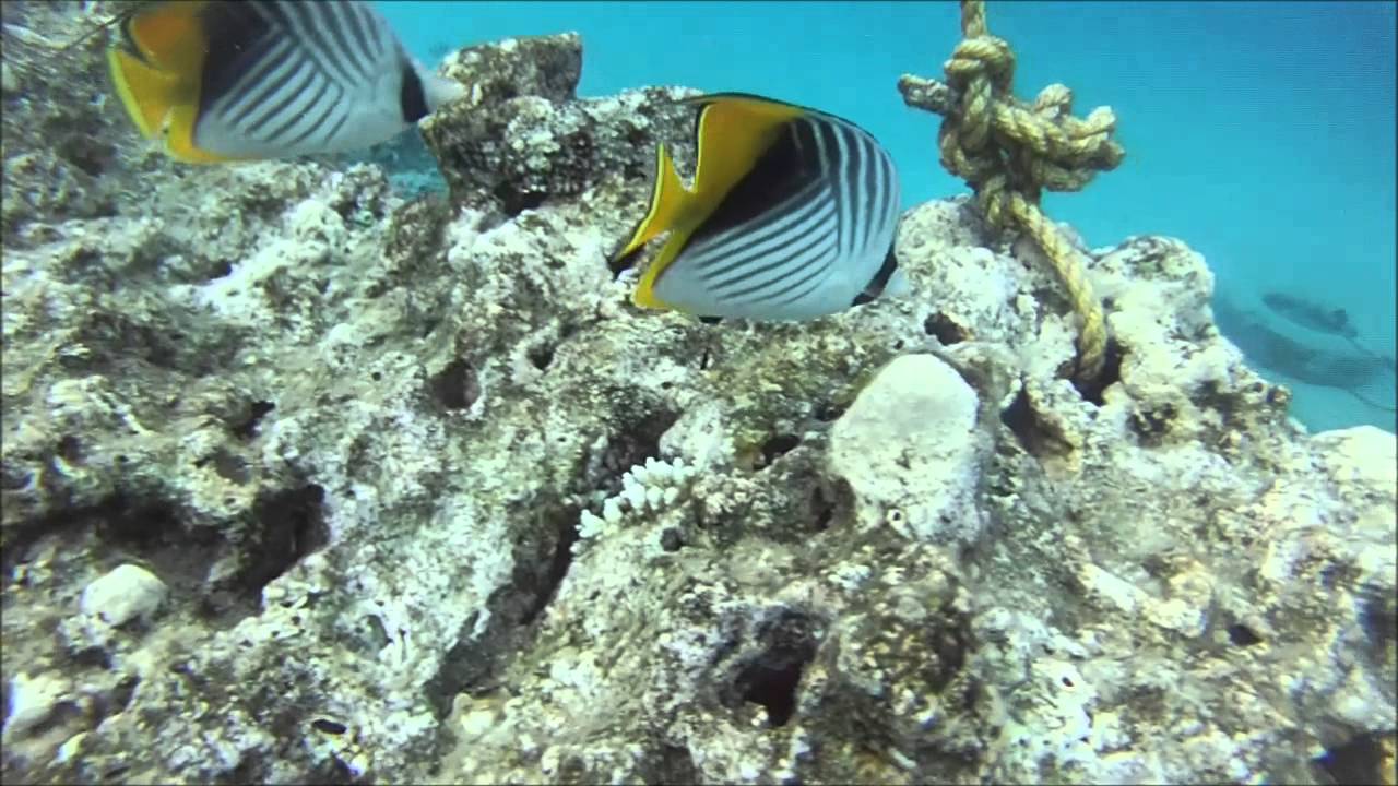 Thread Fin Butterfly Fish of the Red Sea - YouTube
