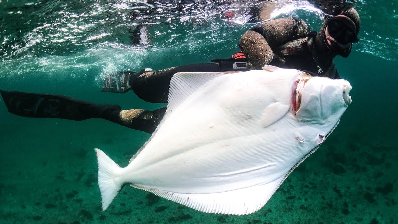 Catch and Cook Tandoori Halibut caught Spearfishing in Norway. - YouTube