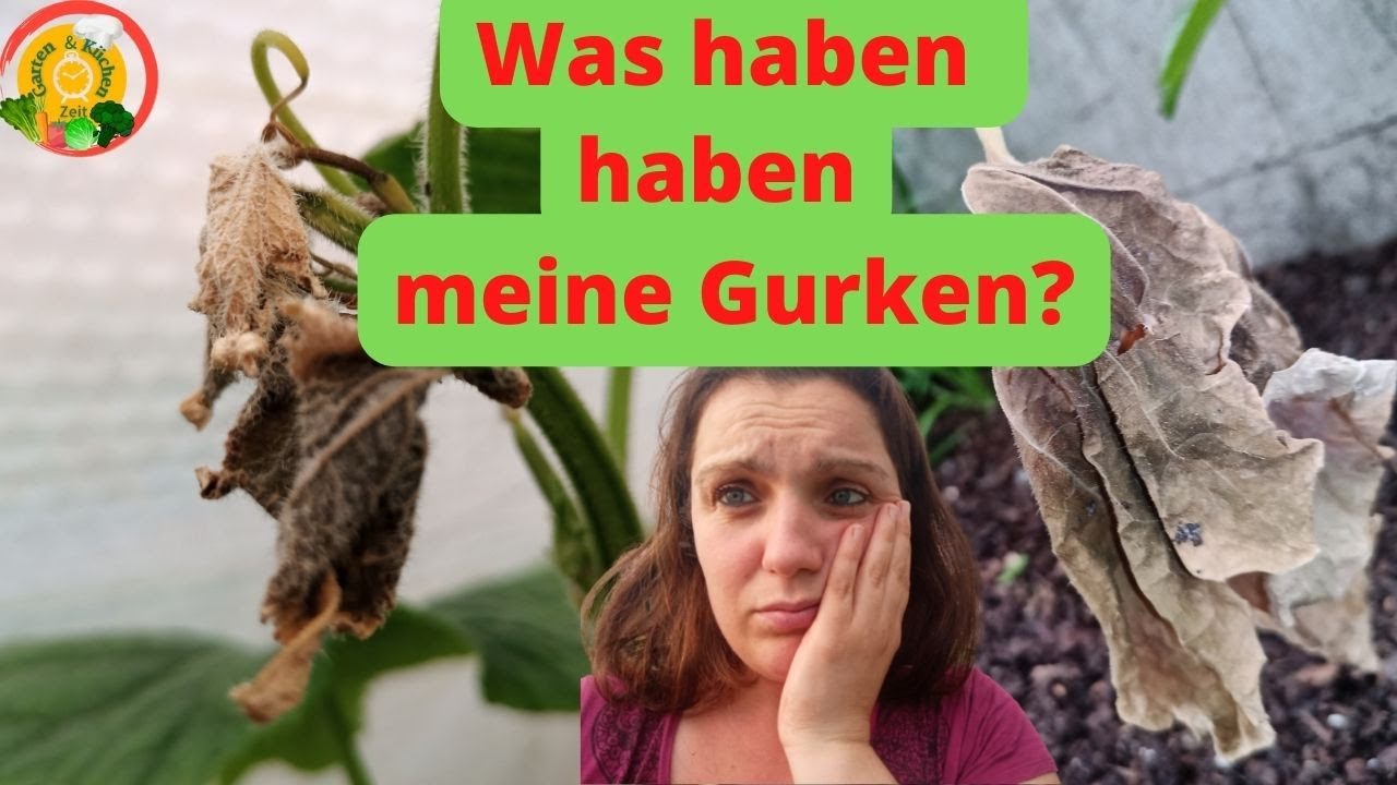 Gurkenpflanzen befahl/Spinnenmilbe/3 Methoden /so werdet ihr die ...