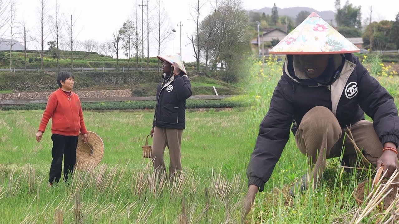Picking "Green" for making traditional Qingming cakes for Qingming ...