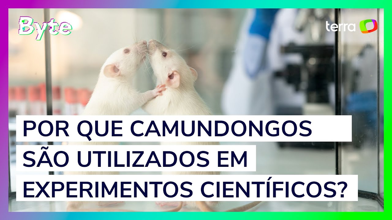 Por que camundongos são utilizados em experimentos científicos? - YouTube