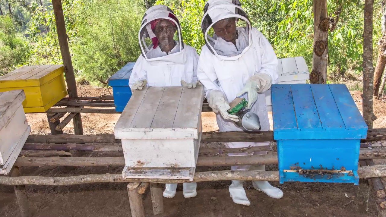 Rebuilding Rwanda one beekeeping cooperative at a time - YouTube