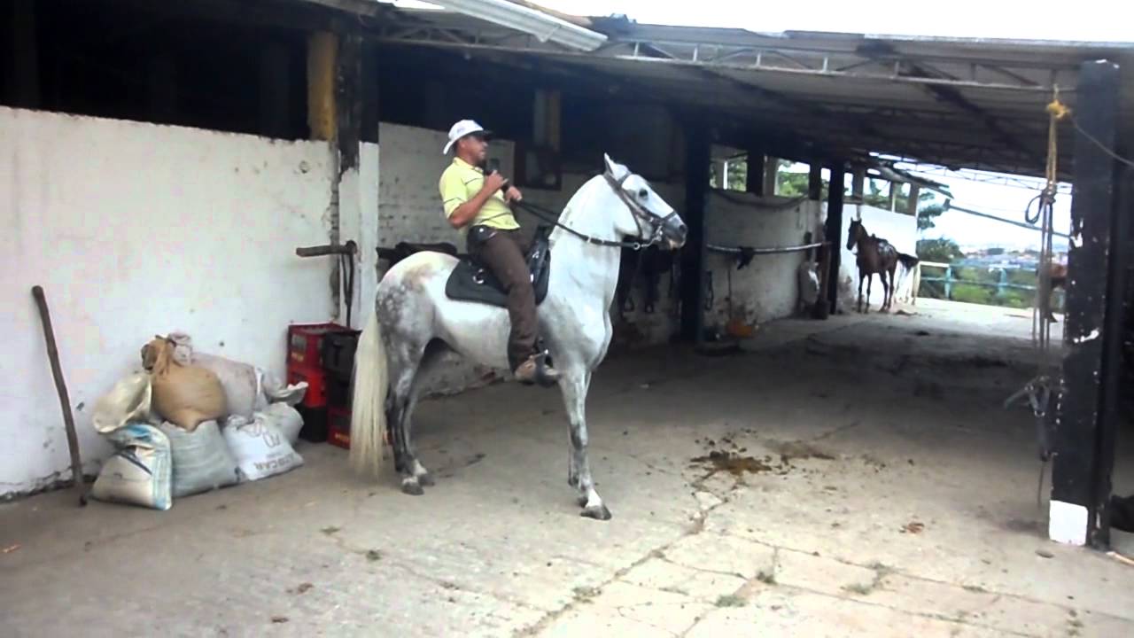 VIDEO CABALLO MORO CALI - YouTube