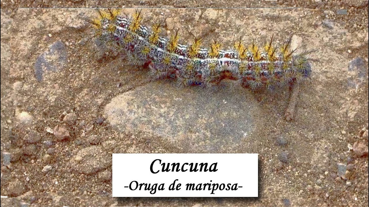 «Cuncuna -oruga de mariposa 2019-» - YouTube