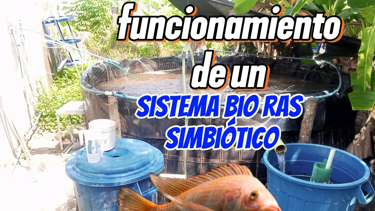 🔄 ¿Cómo FUNCIONA un Bio RAS Simbiótico? 🐟 | Tanque + Sedimentador ...