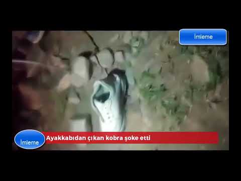 Spor ayakkabıdan kobra yılanı çıktı