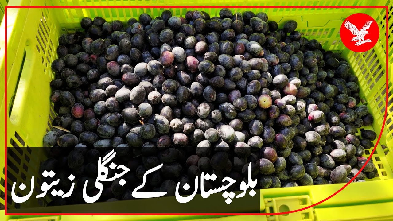 Balochistan's Sherani district becomes home to Italian and Spanish ...