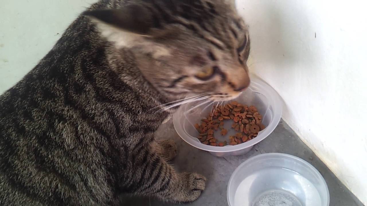 Brown tabby cat eating - YouTube