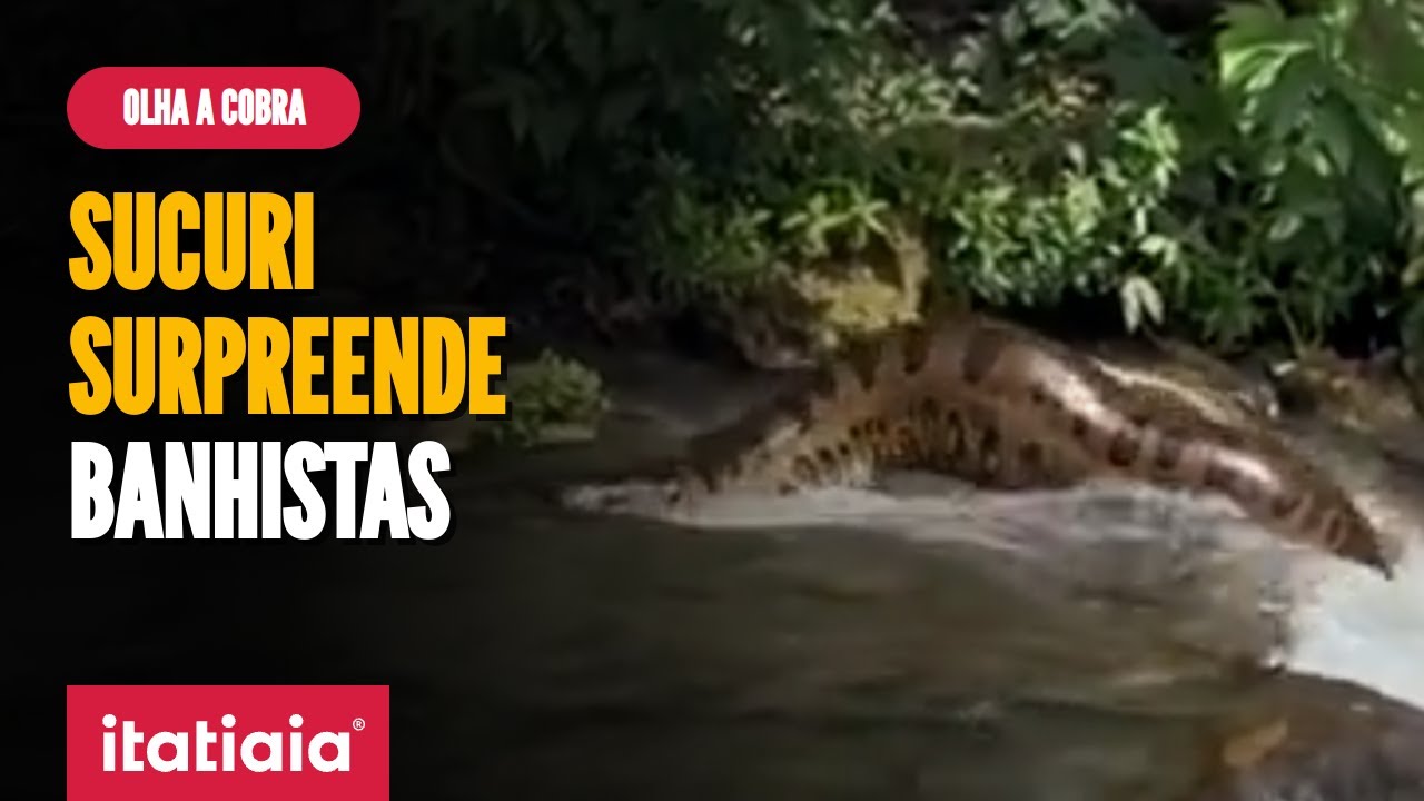 COBRA SUCURI É FLAGRADA POR BANHISTAS EM CACHOEIRA NO MATO GROSSO DO ...