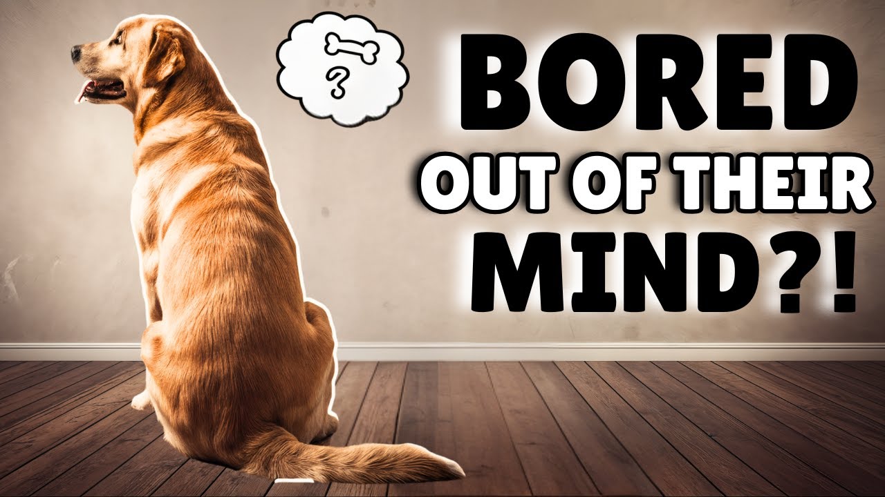 If Your Dog Does THIS, They’re Crazy Bored! - YouTube