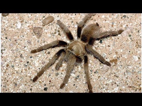 Photos: Amazing Insects of the North American Deserts - YouTube