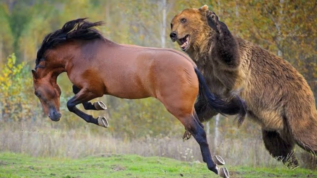 OSO ATACA A CABALLO | LUCHA POR LA SUPERVIVENCIA EXTREMA - Oso Cazando ...