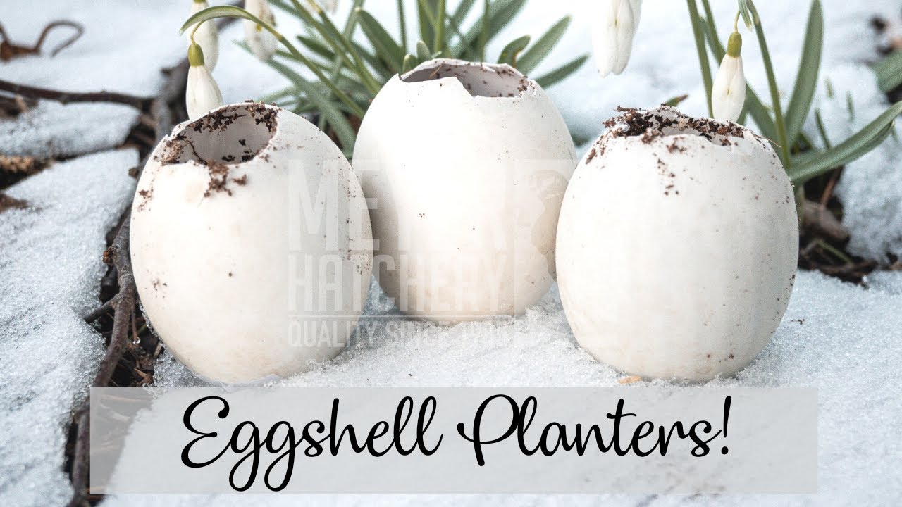 DIY Eggshell Planters! - YouTube