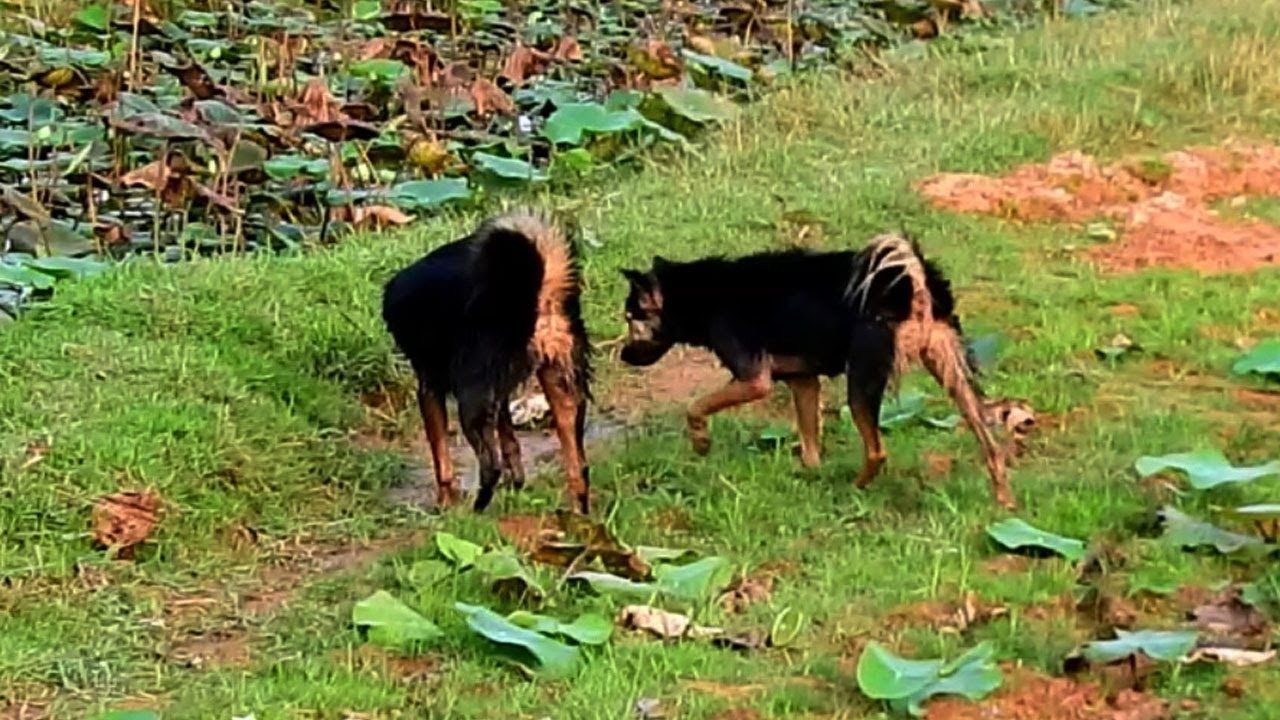Sweet time boy ker ker and chear try to find mouse they need mouse to ...