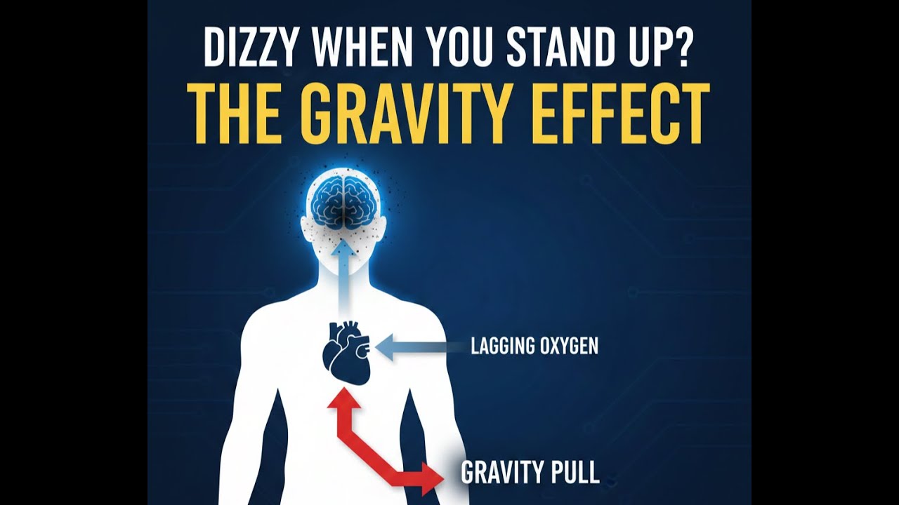 Why You Get Dizzy When You Stand Up Too Fast | The Science Explained ...