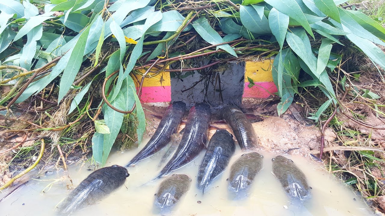 Wow! Amazing Human Make Deep Hole Trap - How To Make Simple Fish Trap ...