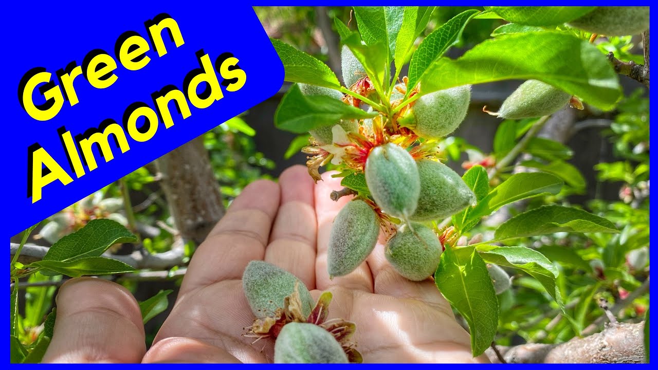 Green Almonds - Picking & Eating with Son (Delicious) - YouTube