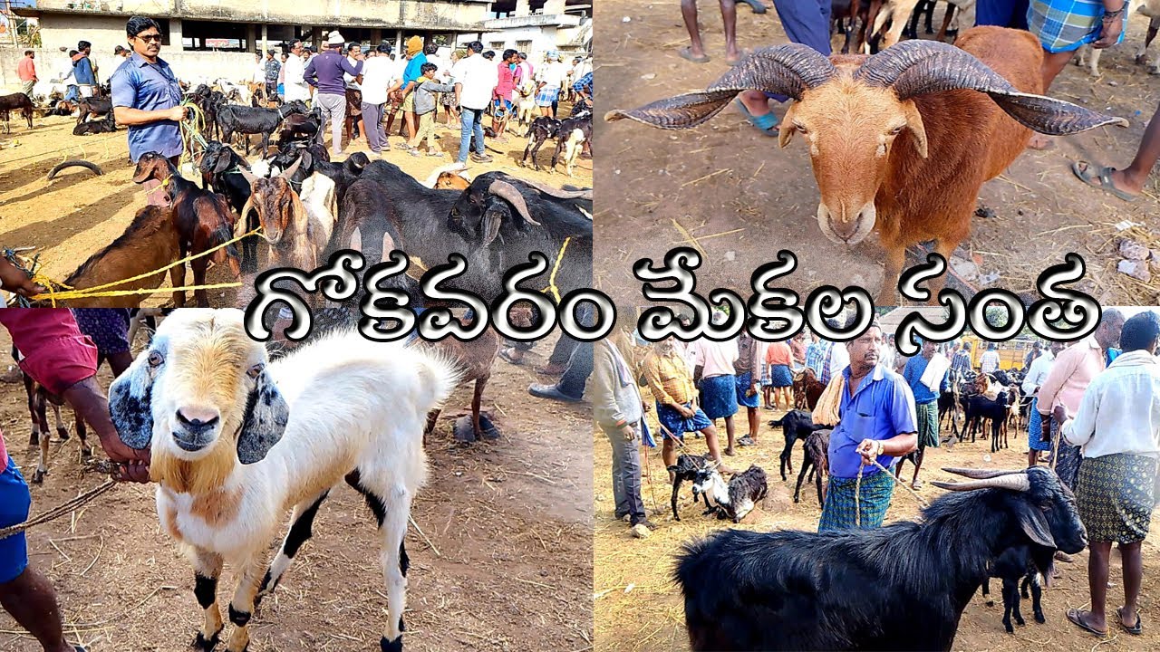 గోకవరం మేకల సంత/Gokavaram goat &sheep market - YouTube