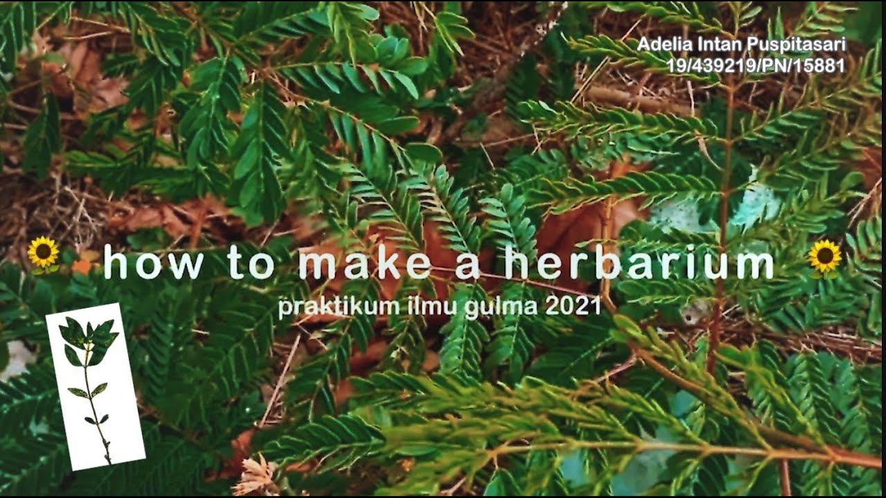 PraktikumGulma2021_439219_Adelia Intan Puspitasari - YouTube