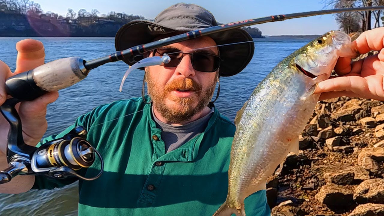 Bank fishing for Tennessee TARPON? Catch CATFISH bait NOW while these ...