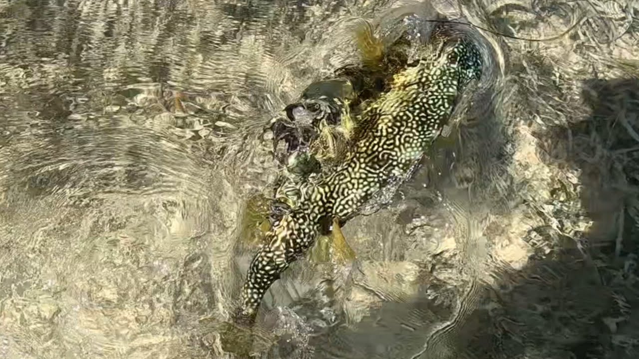 Caught My First Weird Fish + 24" Bonefish + Palolo Worm Hatch - YouTube