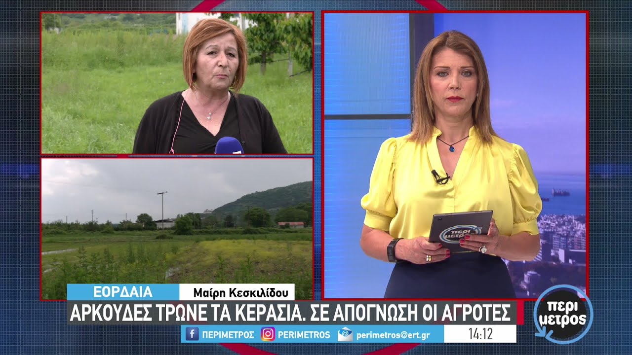 Αρκούδες τρώνε τα κεράσια. σε απόγνωση οι αγρότες | 01/06/2023 | ΕΡΤ ...