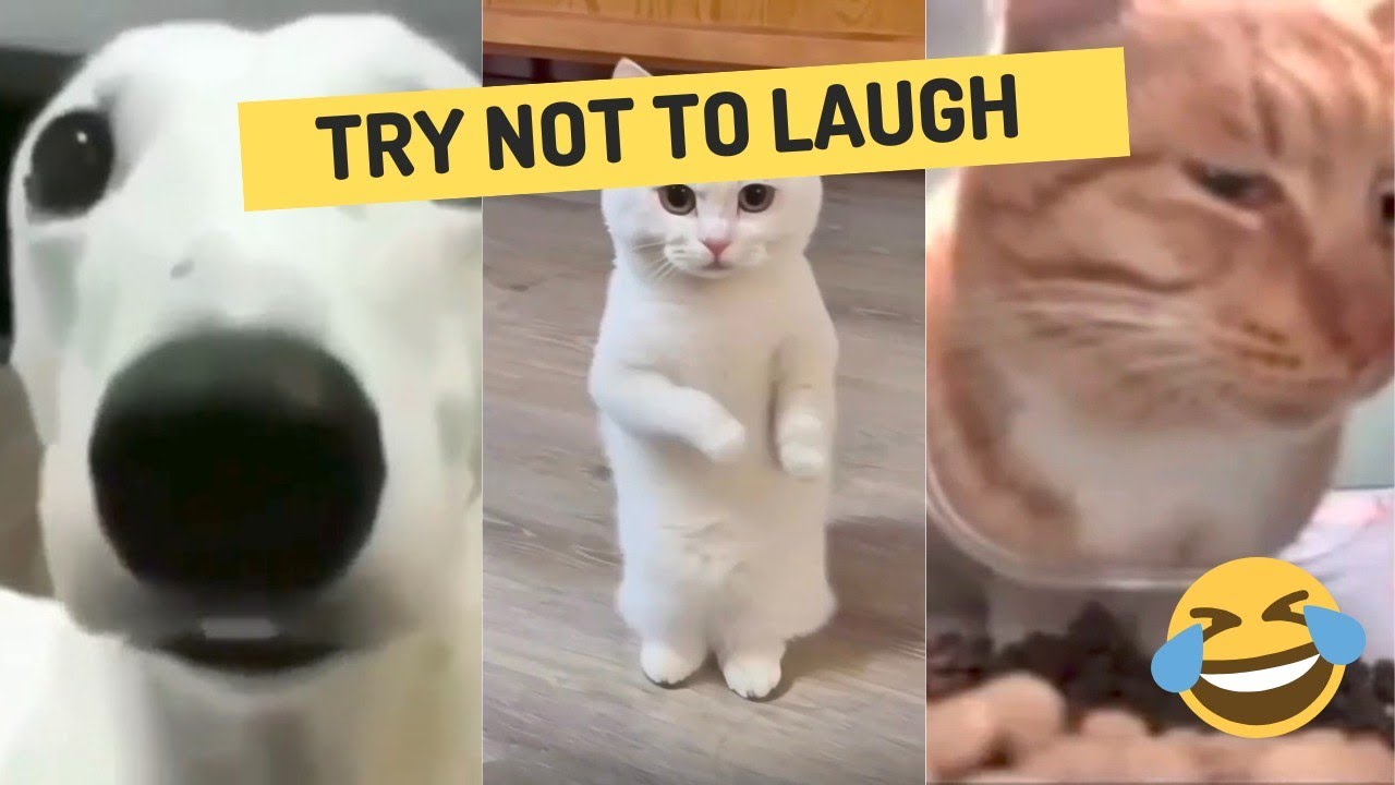 TRY NOT TO LAUGH 😂|Best Funny Moments of 2025 Memes| PART 2 🤣 - YouTube