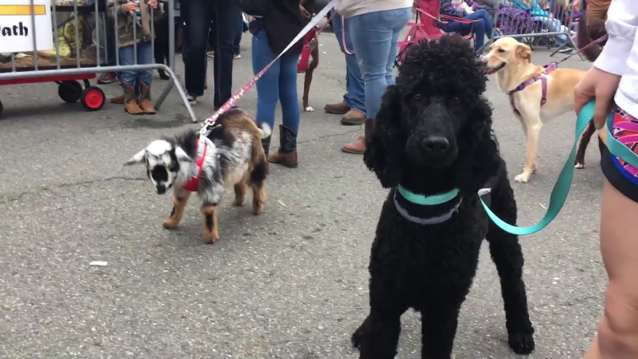 The Lynn Vance Show 143 / Barkus & Meoux Woofstock 2020 - YouTube