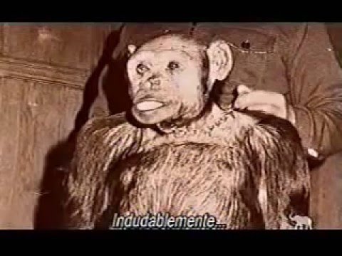 Mono Humano: Oliver (Parte 2) - YouTube