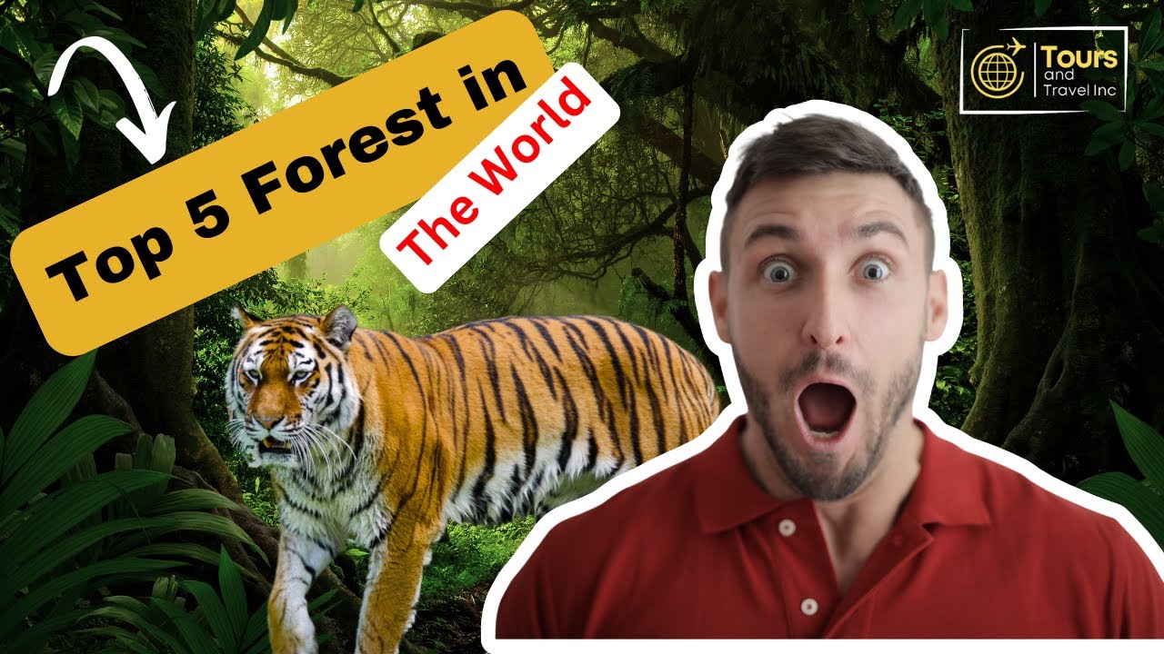 Top 5 Forests in the World | Tours and Travel Inc - YouTube
