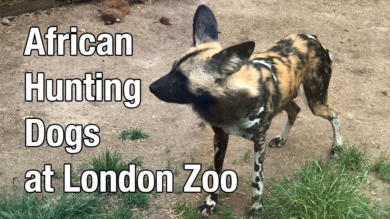 African Hunting Dogs at London Zoo - YouTube