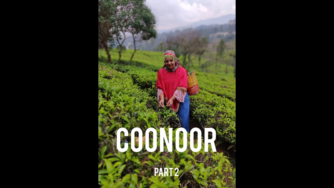 A DAY IN COONOOR | TEA FACTORY | Process of Tea Making | Eucalyptus Oil ...