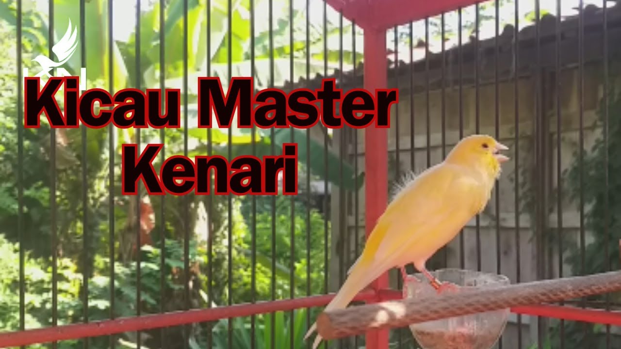 GACORAN KENARI UNTUK PANCINGAN!! MASTER KENARI - YouTube