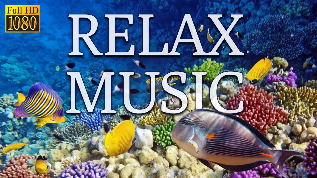 Marine Relax Music | Meditation Relaxing Music | The Ocean Full HD ...