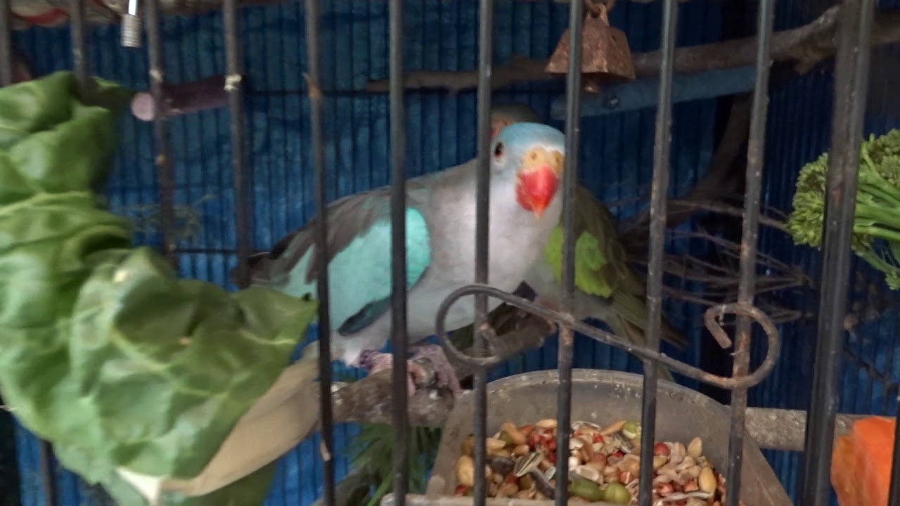The baby Princess Parrots are learning - Dec 16, 2017 - YouTube