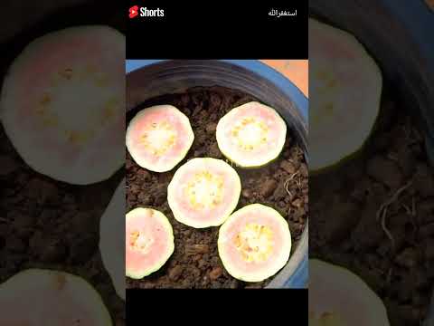 How to grow guava from seeds || Guava || #shorts