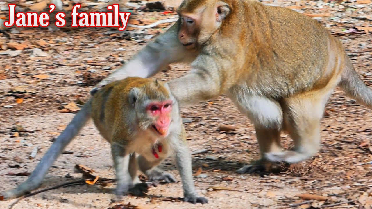 G+ladd King Mak to meett female Jane, So beautiful wildlife monkey ...