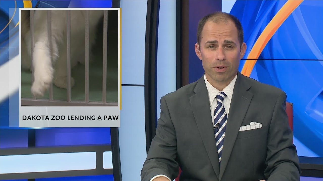 Dakota Zoo lending a paw - YouTube