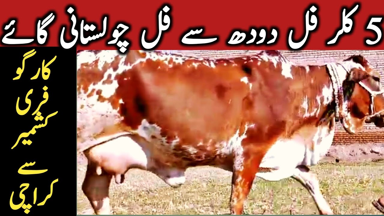 Cholistani Sahiwal Pure Cow From Desert Cholistan || Global Village ...