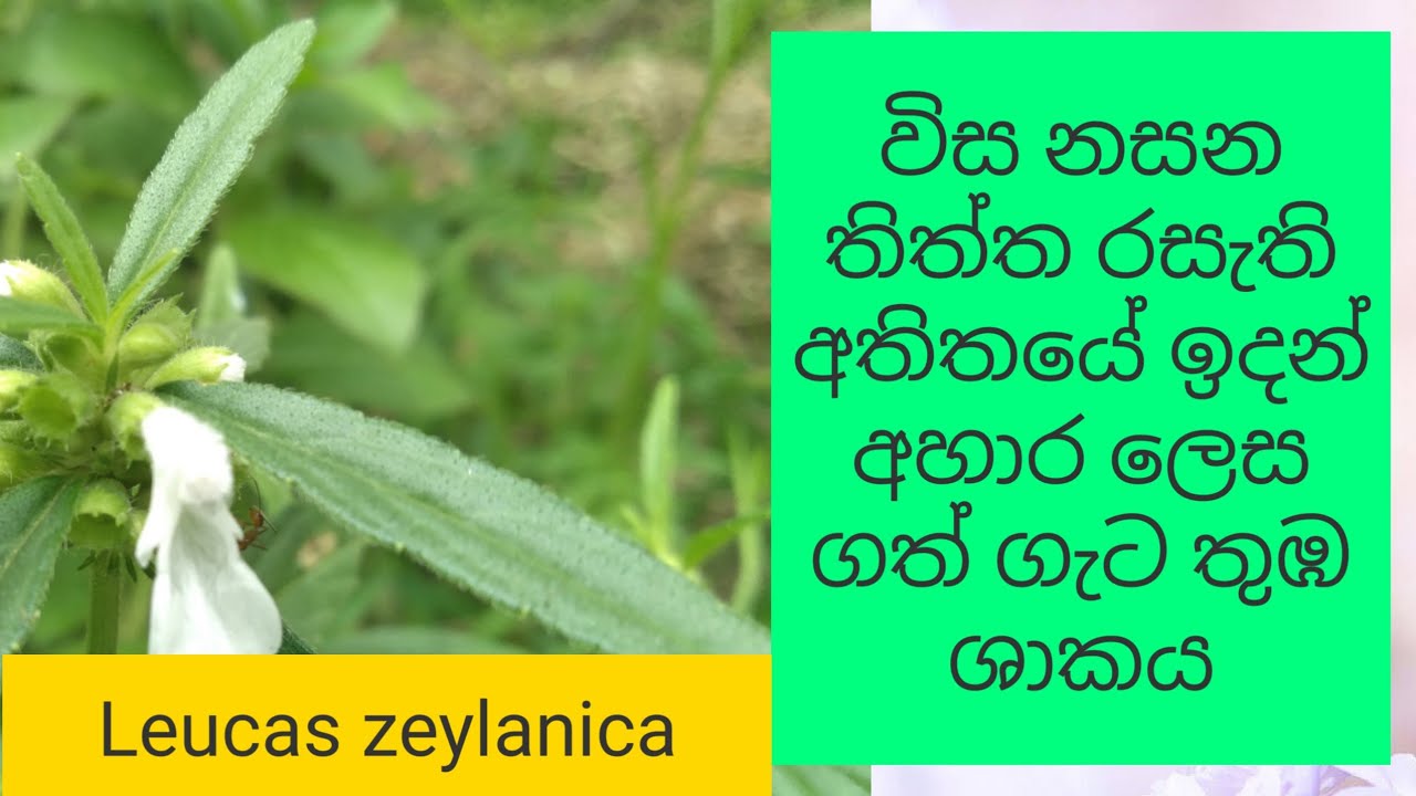 Gata thuba-thuba-Leucas zeylanica-Aurredic plant/ගැට තුඹ/ - YouTube