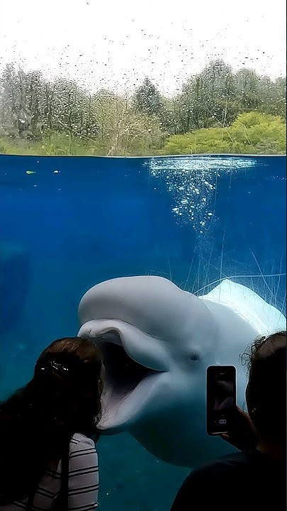 Juno the Famous Beluga Playing with Visitors | Mystic Aquarium - YouTube