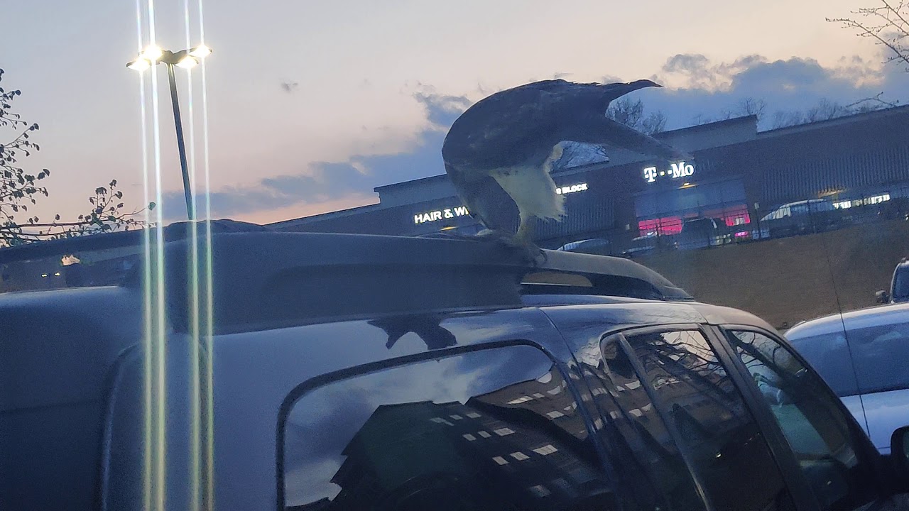 Hawk Eats Rat - YouTube