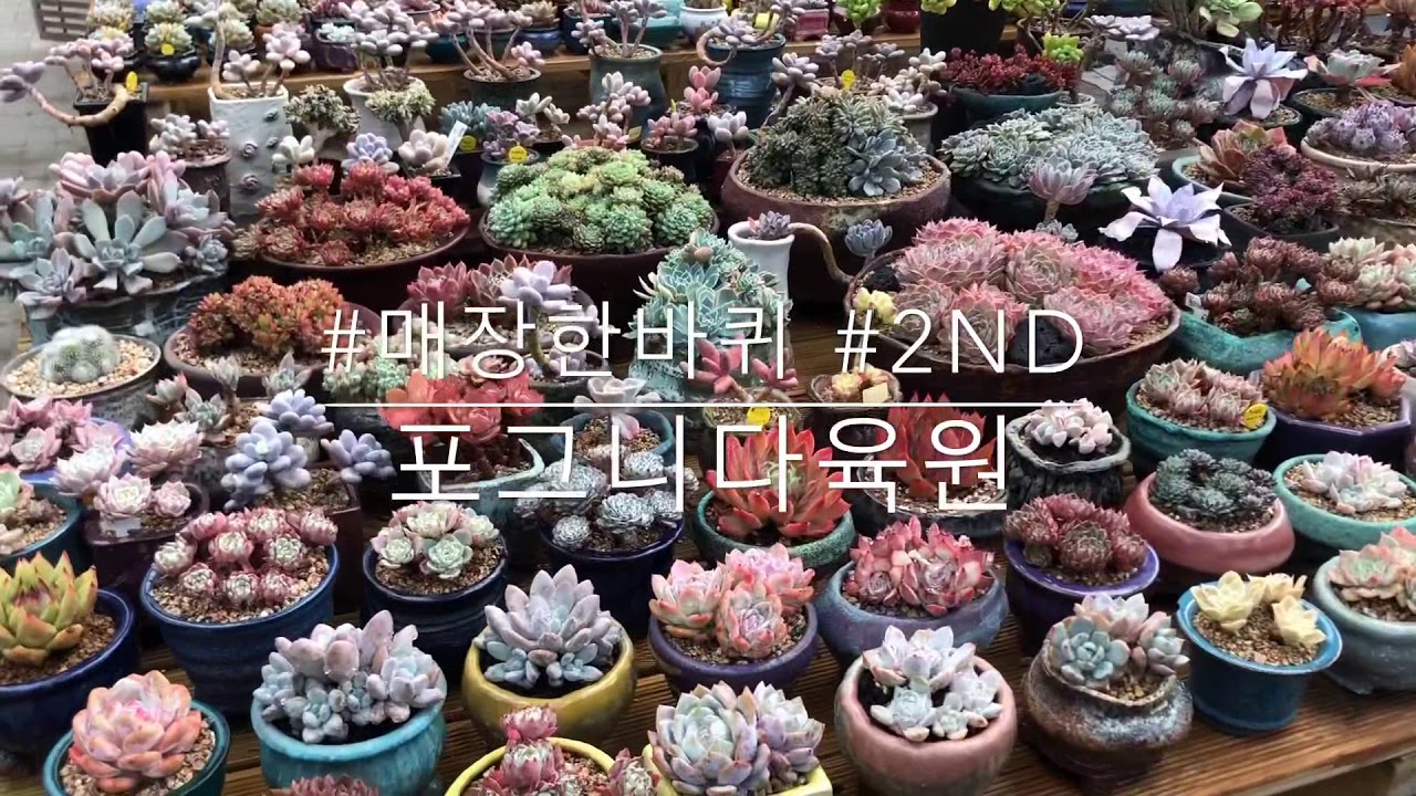 포그니다육원 매장한바퀴 2nd 부천다육전문매장다육이다육식물다육구경다육키우기 Youtube