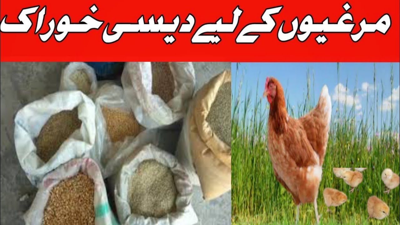 How To Make Chicken Feed Hindi Urdu feed For Hens aseel Rooster Feed how-to-make-chicken-feed-hindi-urdu-feed-for-hens-aseel-rooster-feed