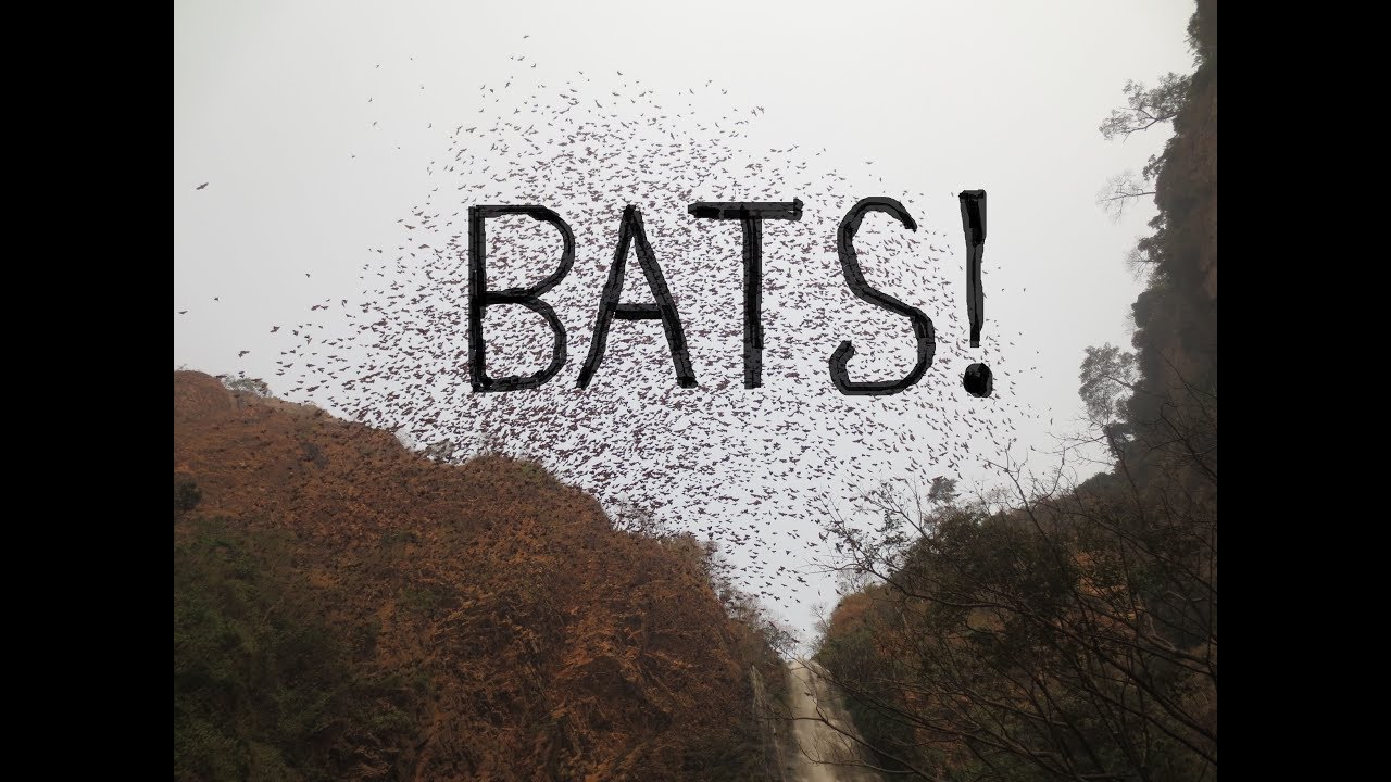 Exploring Ghana: HUGE Waterfall and BATS! Thousands of bats! - YouTube