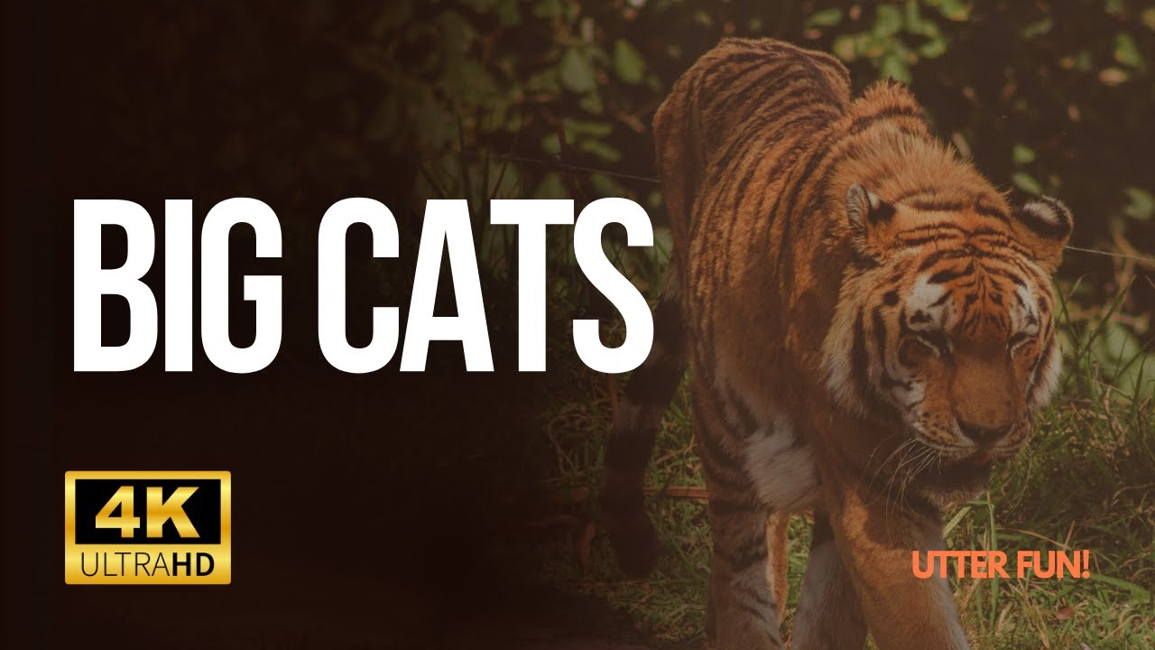 Big Cats 4K Video | Unleashing The Power Of Big Cats in Stunning 4K ...
